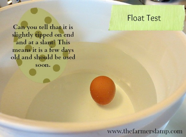 3 Ways to Perform an Egg Freshness Test - Backyard Poultry